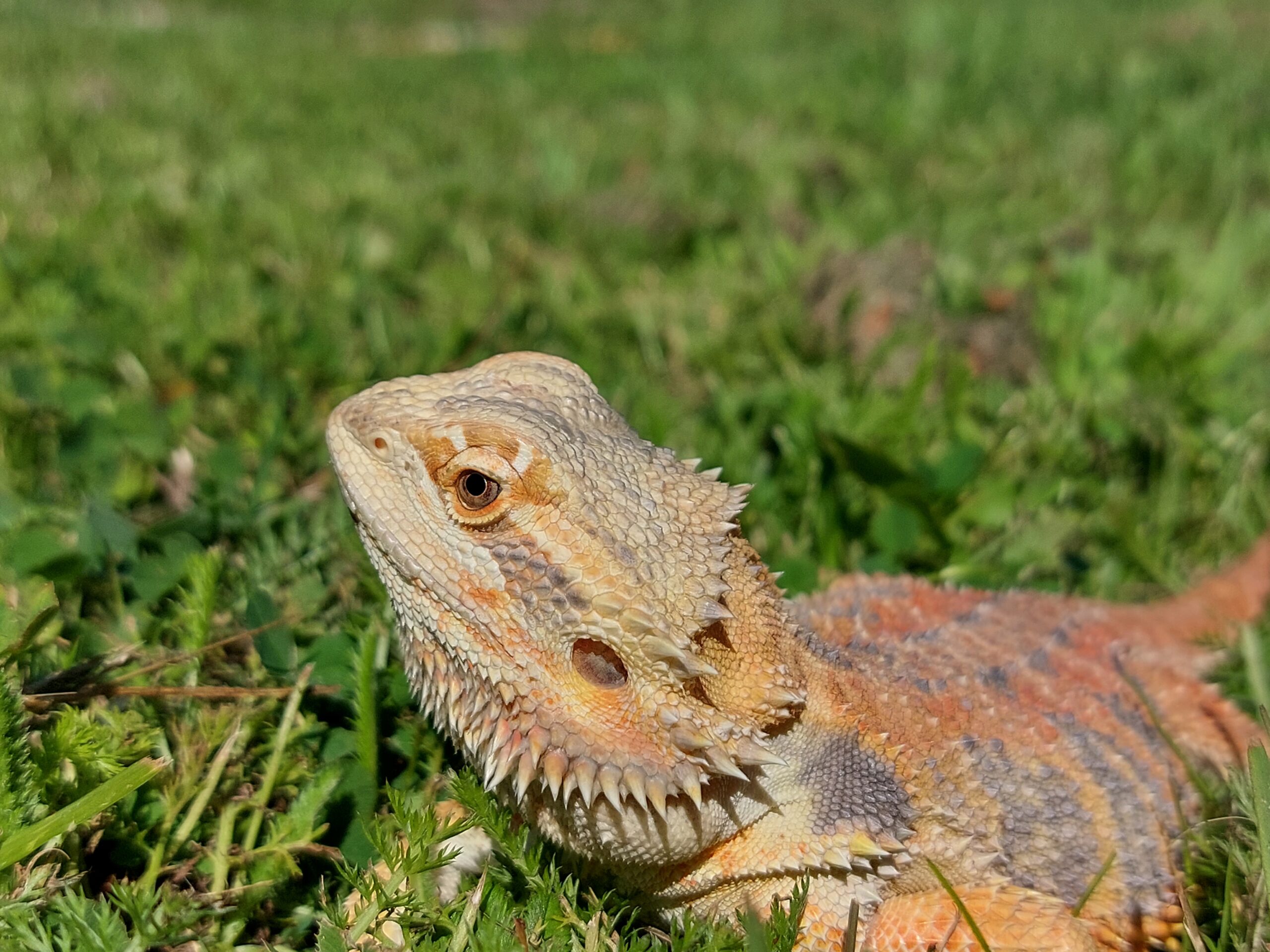 Meist - Saaremaa Zoo