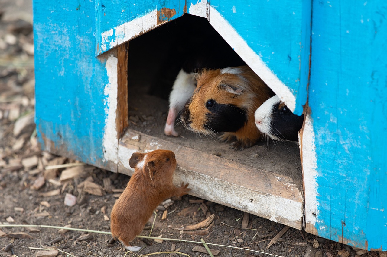 Meist - Saaremaa Zoo