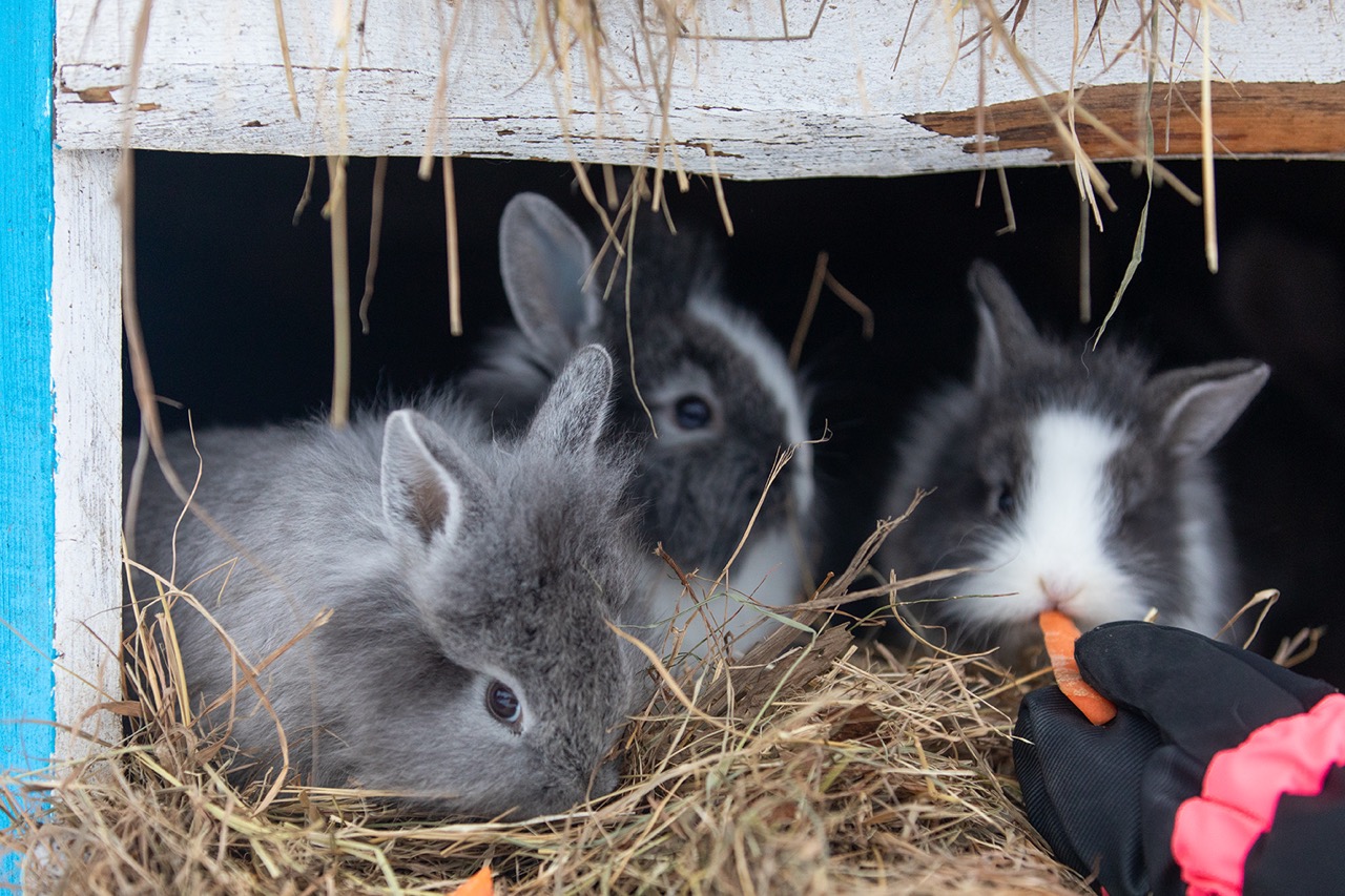 Meist - Saaremaa Zoo