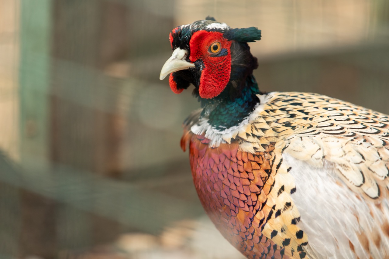 Meist - Saaremaa Zoo