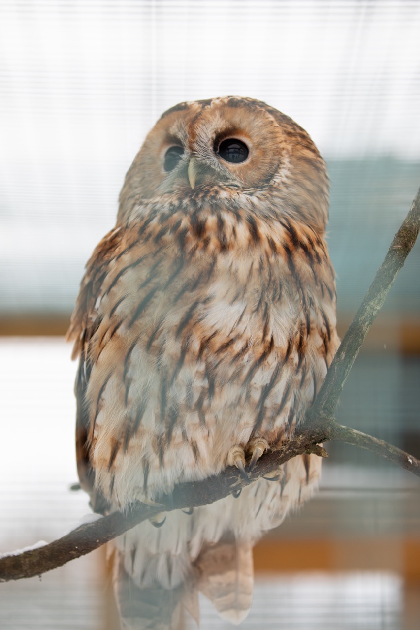 Meist - Saaremaa Zoo