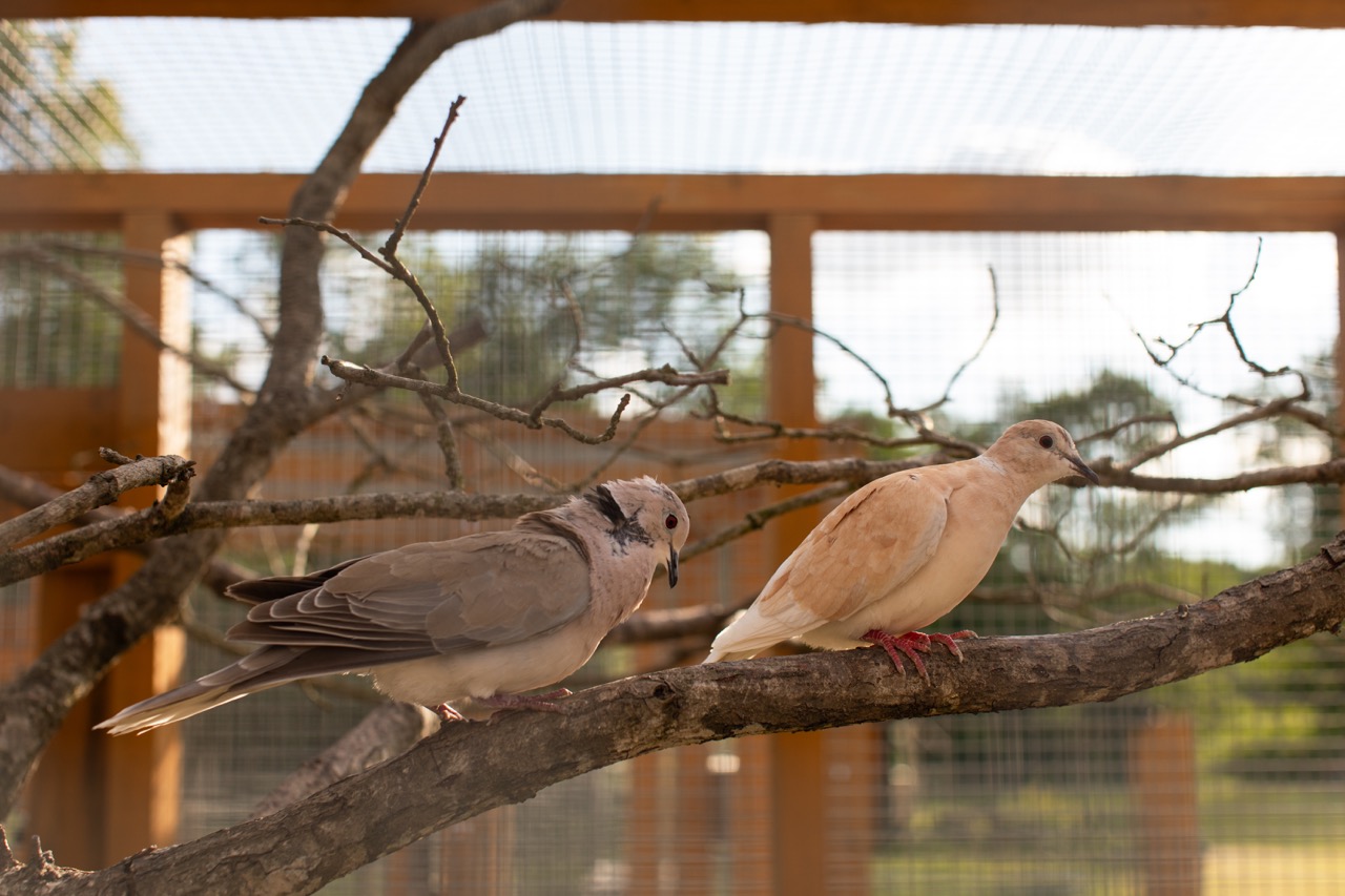 Meist - Saaremaa Zoo